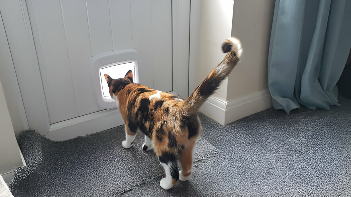 PetSafe Microchip Activated Cat Door: A Comprehensive Review of 2024 ...