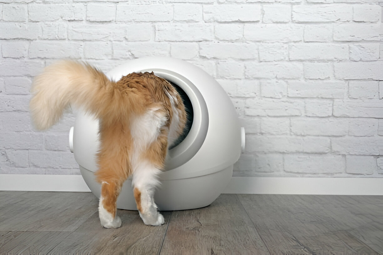Clean Pet Home's Self Cleaning Cat Litter Box Review of 2026 - Trundle ...