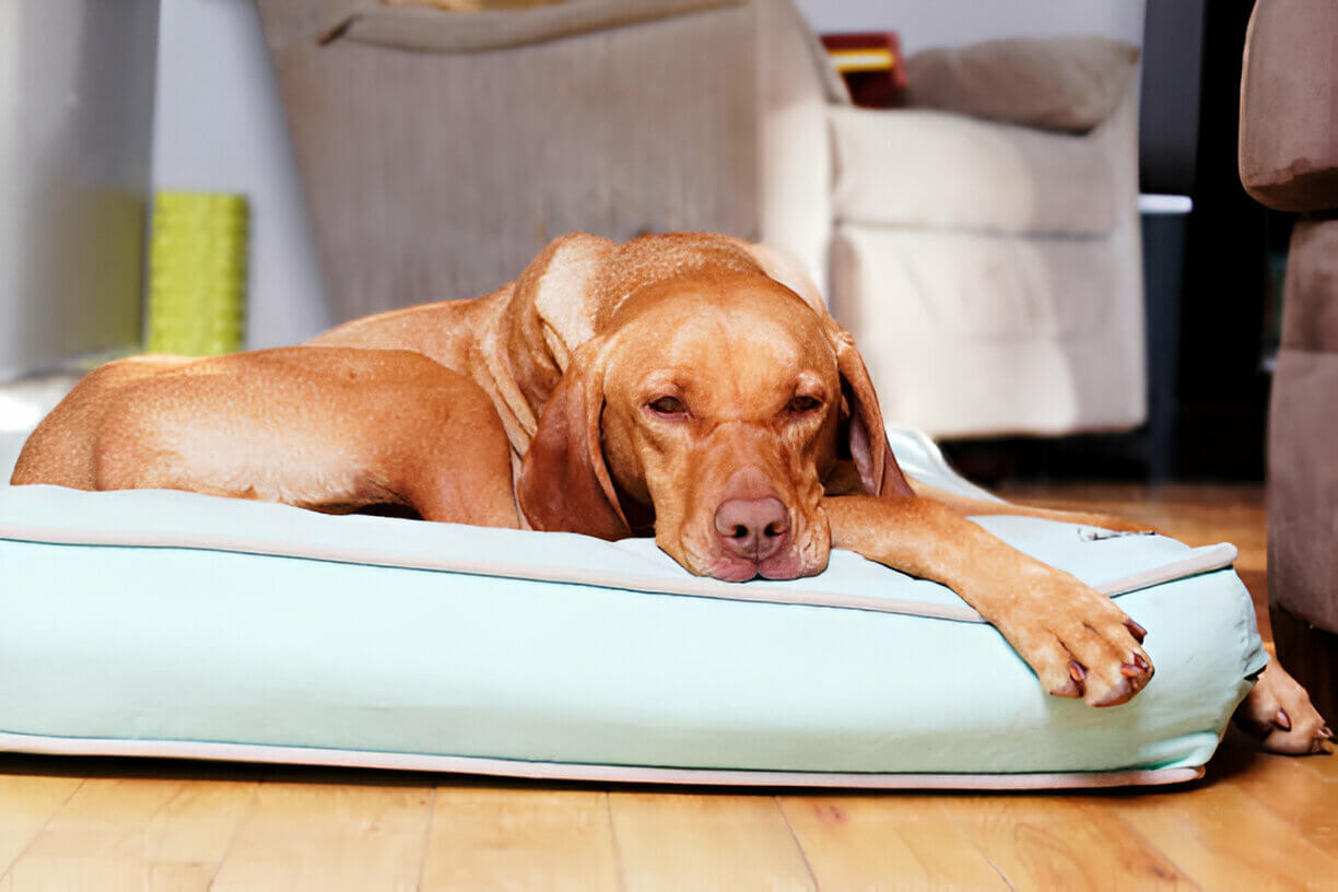 Big Barker Sleek Orthopedic Dog Bed Review of 2026 - Trundle Picks