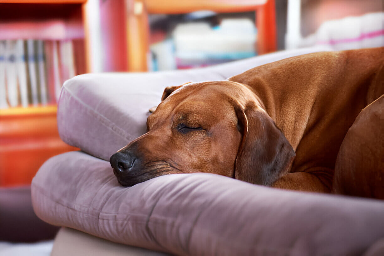 Bedsure Orthopedic Washable Dog Bed Review of 2026 - Trundle Picks